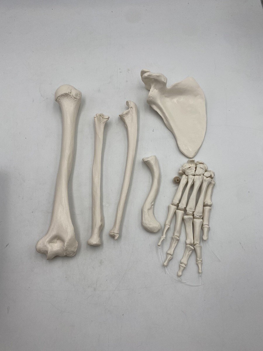 Left Arm Bones Diagram Body Anatomy: Upper Extremity Bones | The Hand