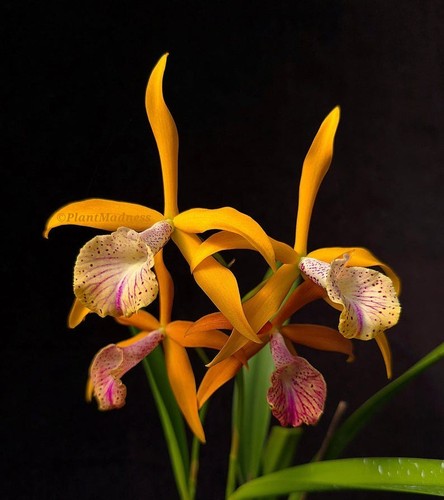 Golden Glory ‘Apollo’ – Radiant Bc. Orchid with Sunset Colors – No Ship ...