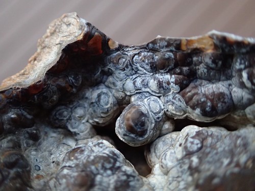 Botryoidal Fossil Coral Geode Fragment GA Agate Specimen Collection ...