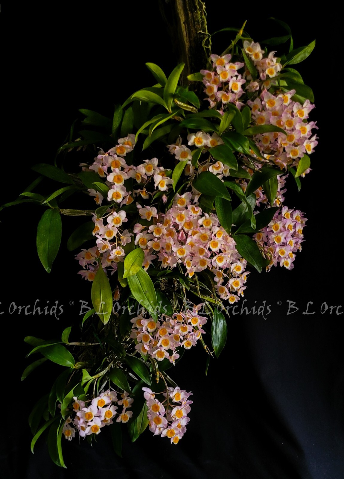 Dendrobium farmeri "Pink Bunny" x Self (Pink form/Fragrant) | eBay