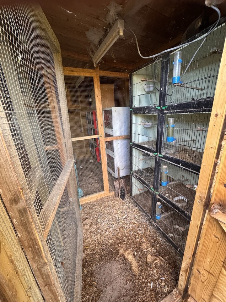 Bird Aviary & Shed 10ft x 6ft Includes All Cages and Accessories | eBay UK