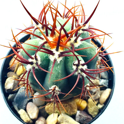 Denmoza rhodacantha gracilior P 521 Rare Cactus UK Grown Own Roots SALE ...