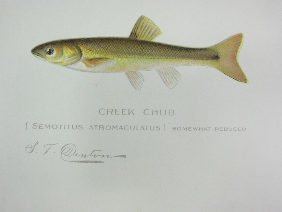 Denton Antique 1890s 4 image FISH Print - Red Nose & Side Minnow,Chub ...