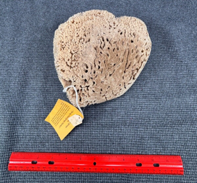 B32 Large Natural Sea Sponge 8” X 7” X 3” NWT From "The Key West Sponge ...