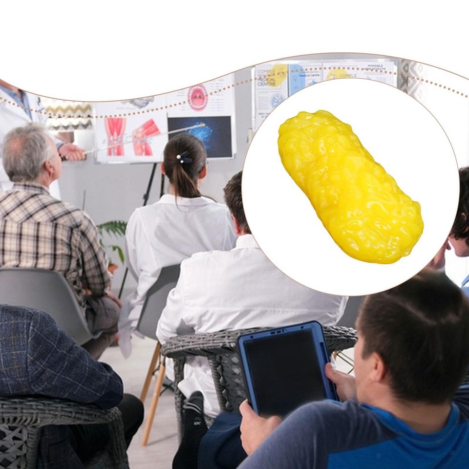 Human Body Fat Imitation Human Simulated Fat Model for School Hospital ...