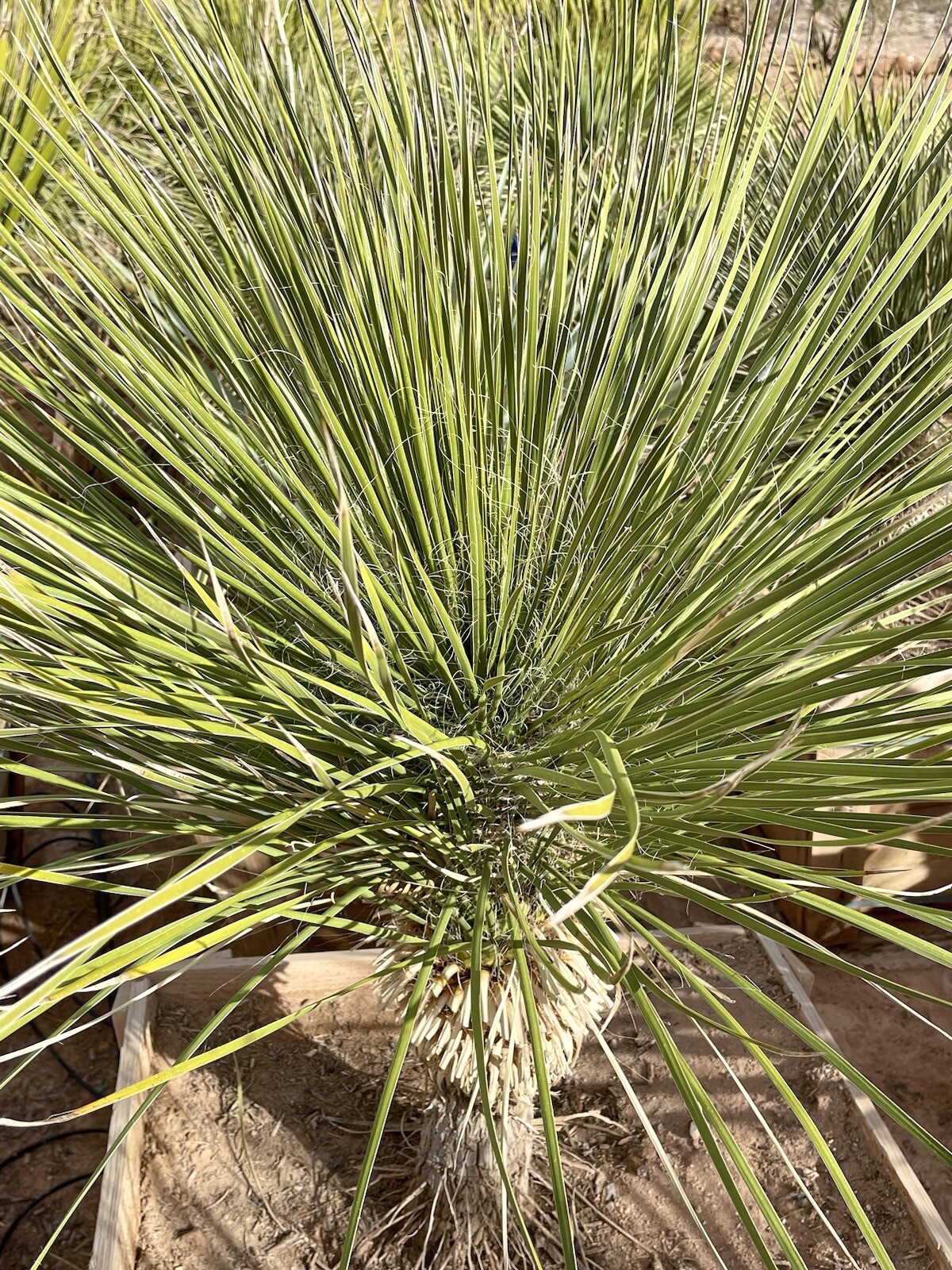 RARE YUCCA ELATA, EXOTIC SOAP TREE YUCCA, DESERT PLANT | eBay