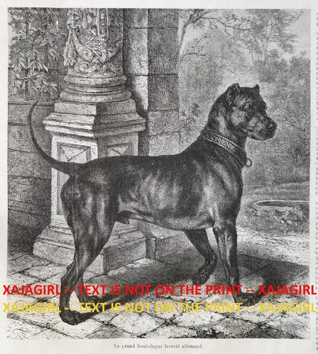 Dog Boxer Foundation Breed, Extinct Bullenbeisser 1870s Antique ...