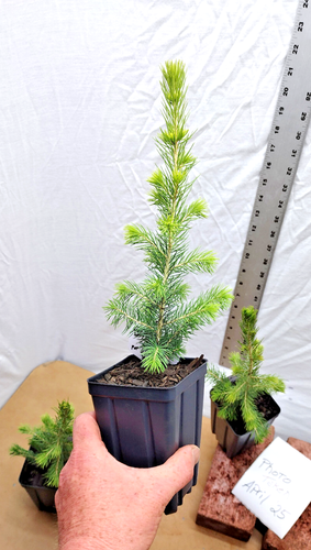 Black Hills Spruce 2 year old tree. Picea glanca var densata. mariana ...