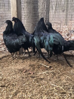 10+2 Fertile Rare Black Sumatra Hatching Eggs | eBay