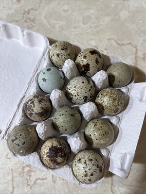 12 Fertile Button Quail Hatching Eggs - Variety of Colors And Breeds | eBay