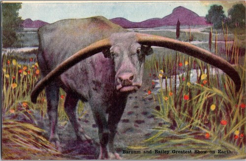 Barnum and Bailey Circus Water Buffalo Vintage Postcard U23 | eBay