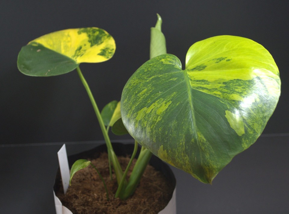Monstera Deliciosa Yellow Marilyn | Semi-Hydro | Rooted in Half-Gallon ...