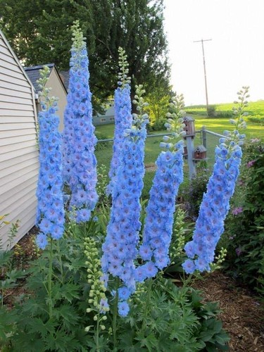 3 x Delphinium Sky Blue cottage Garden tall plants plug summer ...