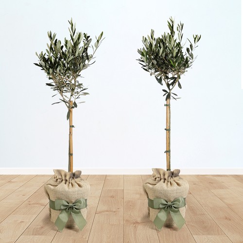 Pair of Olive Tree Standards 80-90cm Tall, Gift Wrapped in Brown ...