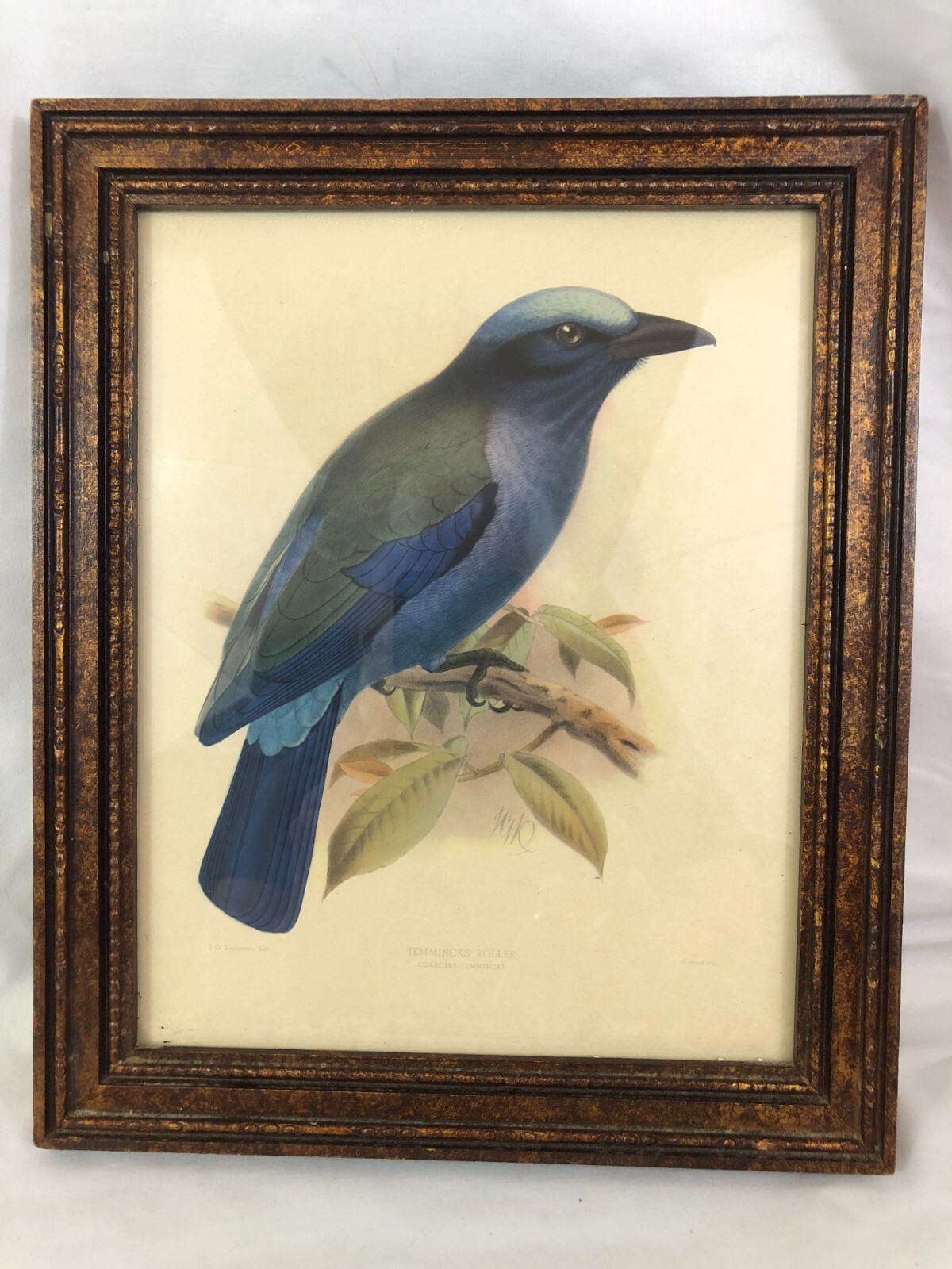 J.G. Keulemans Lithograph, Temmincks Roller, Wooden Framed Art Blue ...