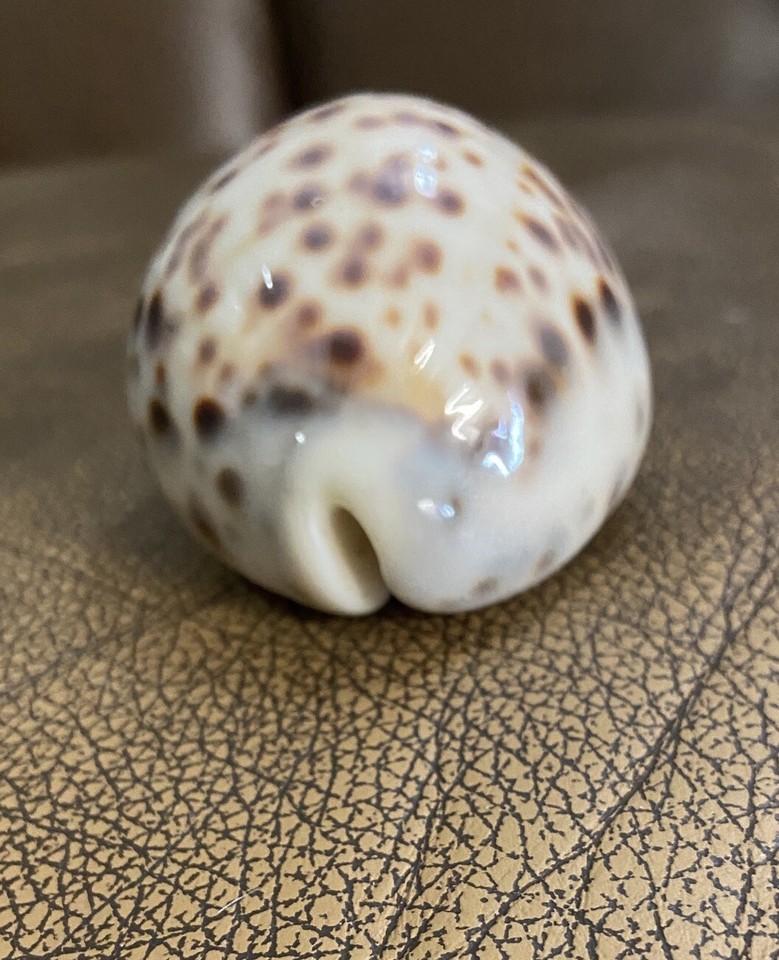 Rare Open Spotted Tiger Cowrie Sea Shell | eBay