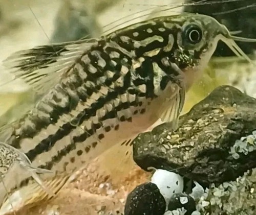 Aquarium Real Decor Napoensis Corydoras One Off Deal All Must Go ...