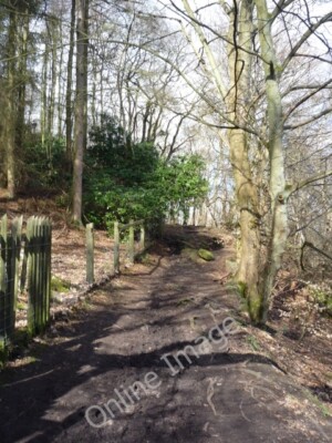 Photo 6x4 Path in Cardale Wood Harlow Carr This path leads from the ...