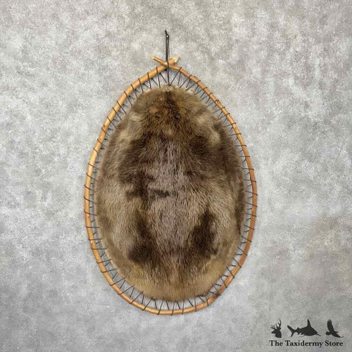 #30392 EL | North American Beaver Stretched Hide Hoop For Sale | eBay