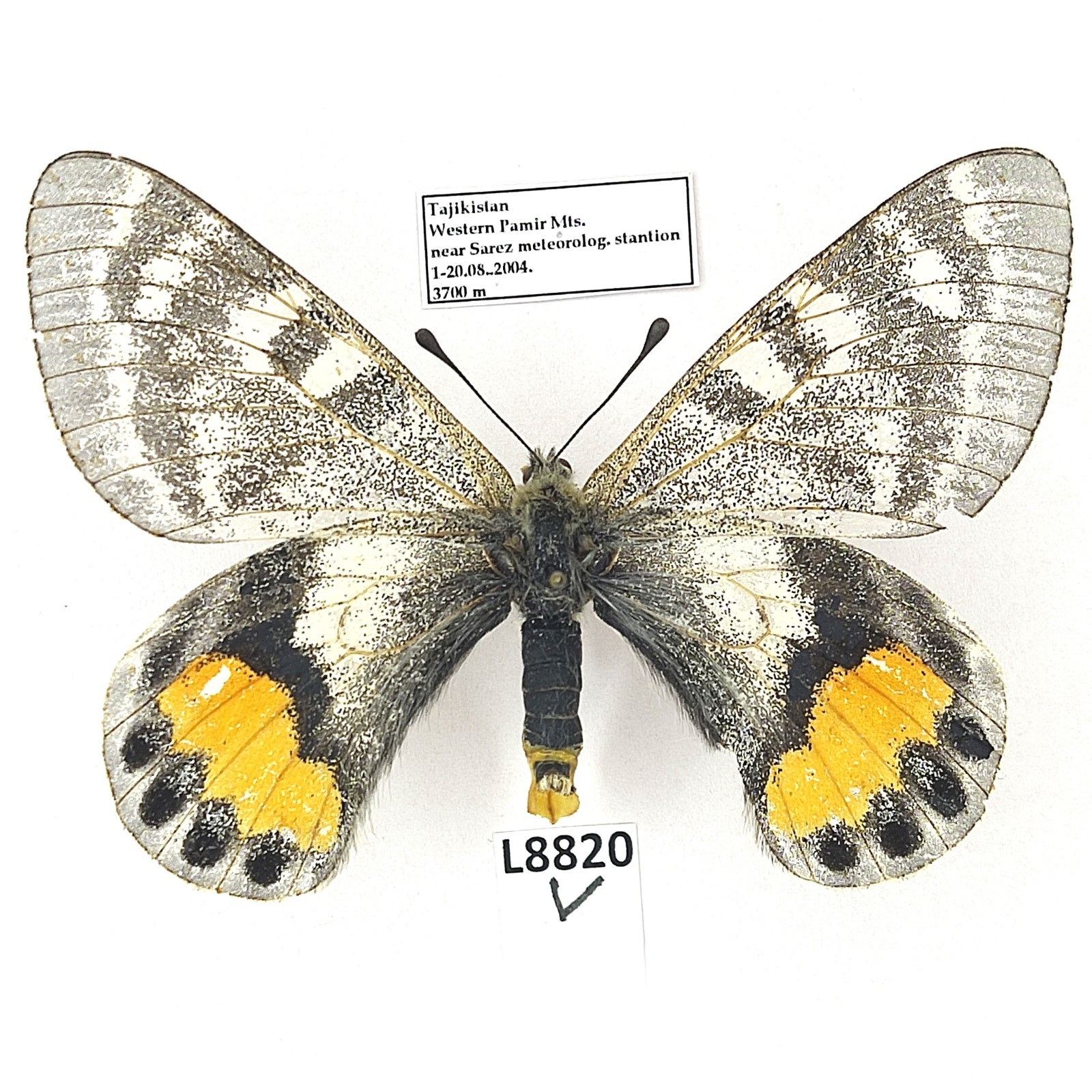 Parnassius autocrator, female, B, Tajikistan | eBay