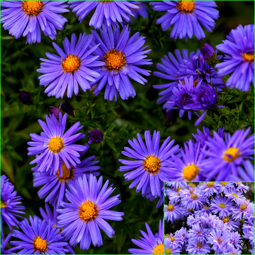 ASTER Dwarf Colour Carpet Dark Blue 100+ Seeds Grow FLOWERS Beautiful ...