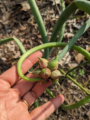 6 Egyptian Walking Onions, Tree Onion, Organically Grown, 6 small ...