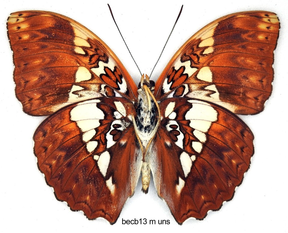 Butterfly Nymphalidae - 1 x mounted male Cymothoe beckeri beckeri (A1 ...