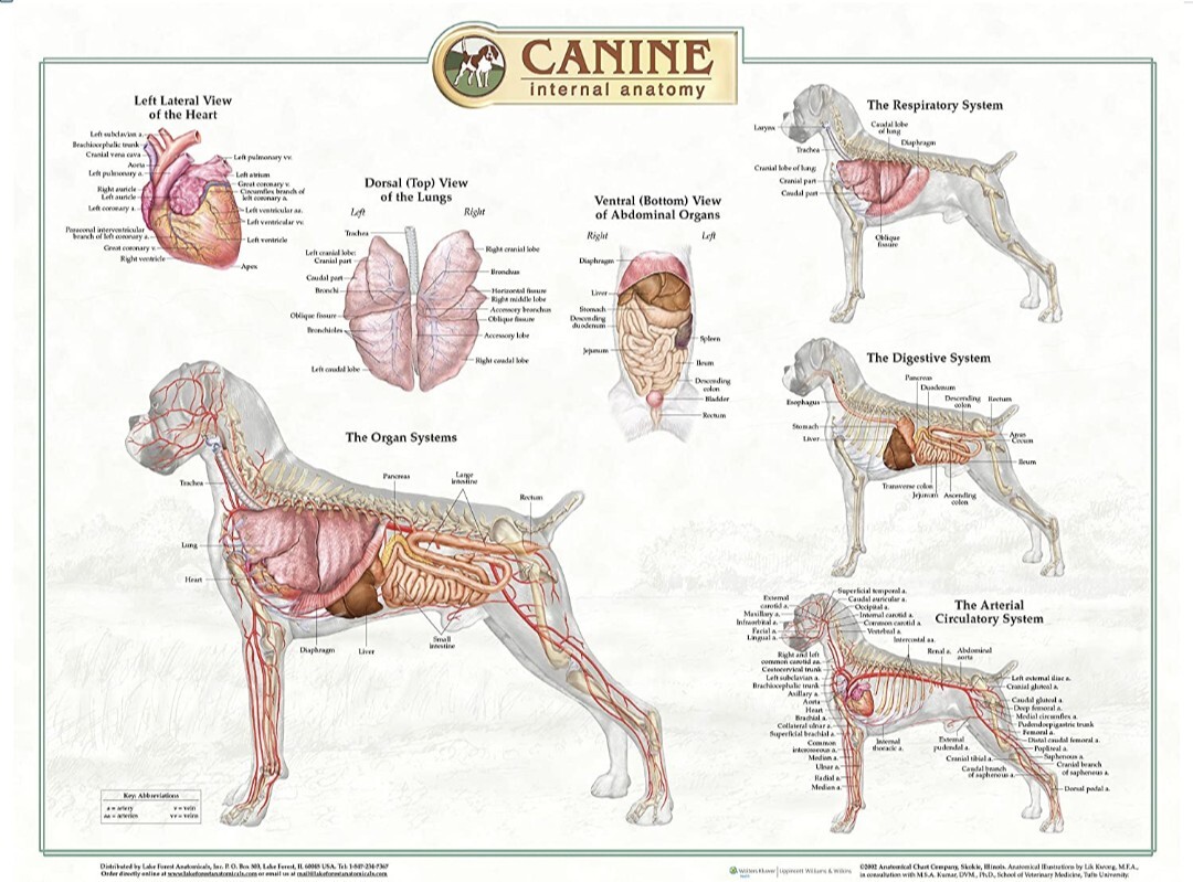 External Anatomy Of A Dog Canine Internal Anatomy Unbeatable Chart