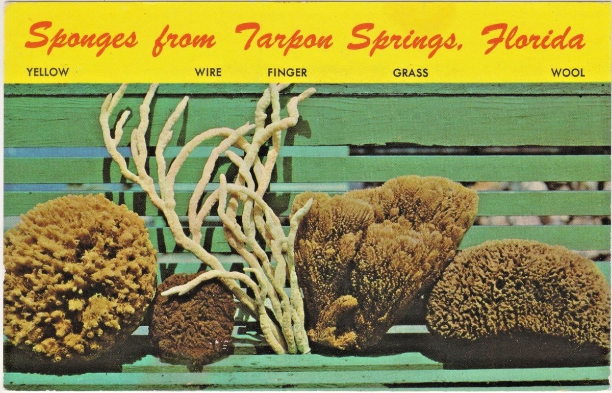 Sponges Tarpon Springs 80 Tarpon Springs Sponge Stock Photos, High Res