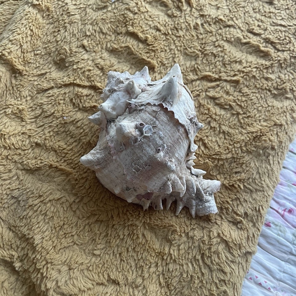 Large Murex Conch Seashell Rare Natural Pink White Coastal Decor Ocean ...