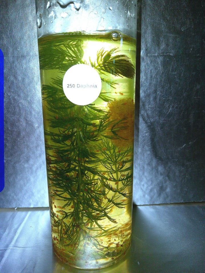 Daphnia+Moina mix Culture Starter Kit. Daphnia + Live Chlorella Starter ...