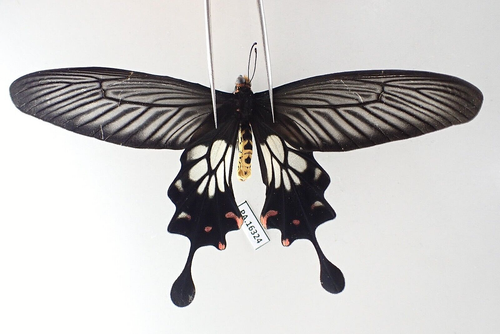 PA16324. Insects, butterflies: Losaria coon. South Vietnam. | eBay