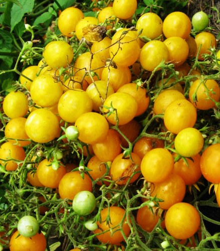 Micro TOMATO YELLOW Window Box 15+ seeds unique patio tomato heirloom ...