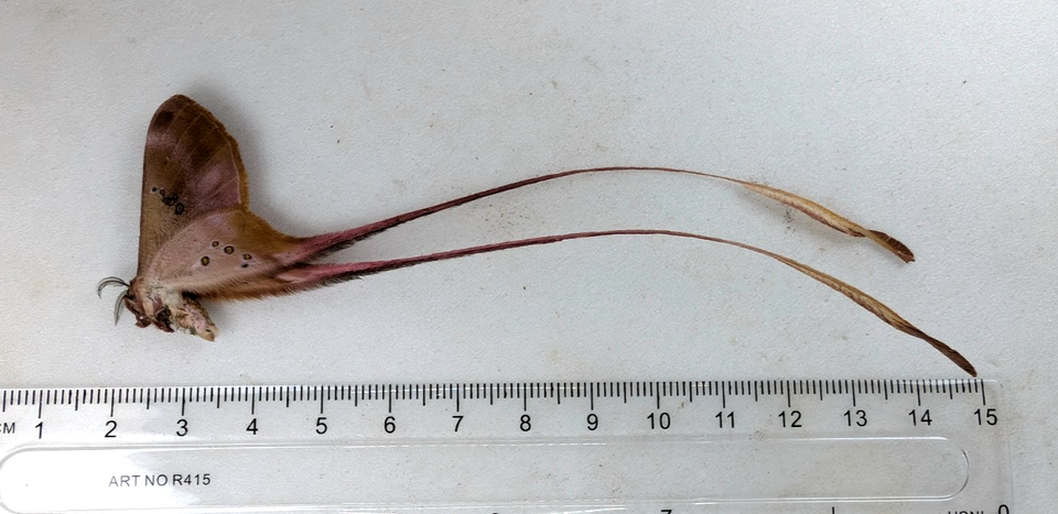 Eudaemonia troglophyla, the African cave Silk moth male | Cameroon | A1 ...