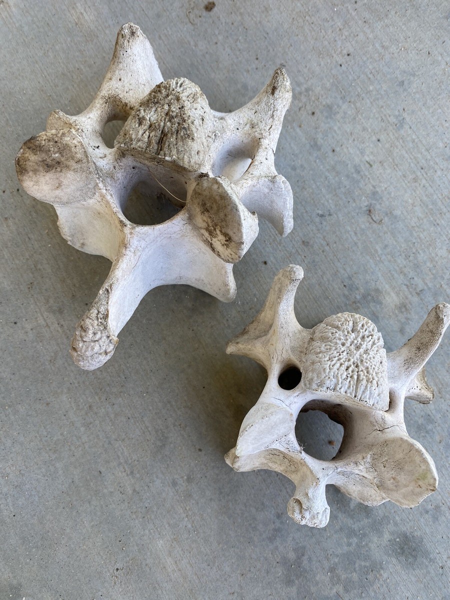 Cow Thoracic Vertebrae Lot Of 2 Cow Thoracic Vertebrae Spine Bones