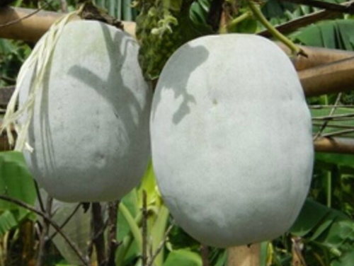 20+ Wax Gourd Seeds White Ash Gourd Winter Melon Dong Gua (Alu) Puhul ...