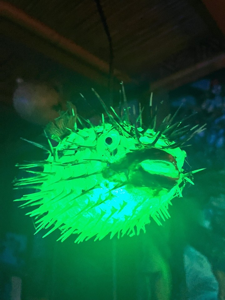 NEW 10” Puffer Fish Lamp w/green LED Tiki bar Smokin Tikis | eBay