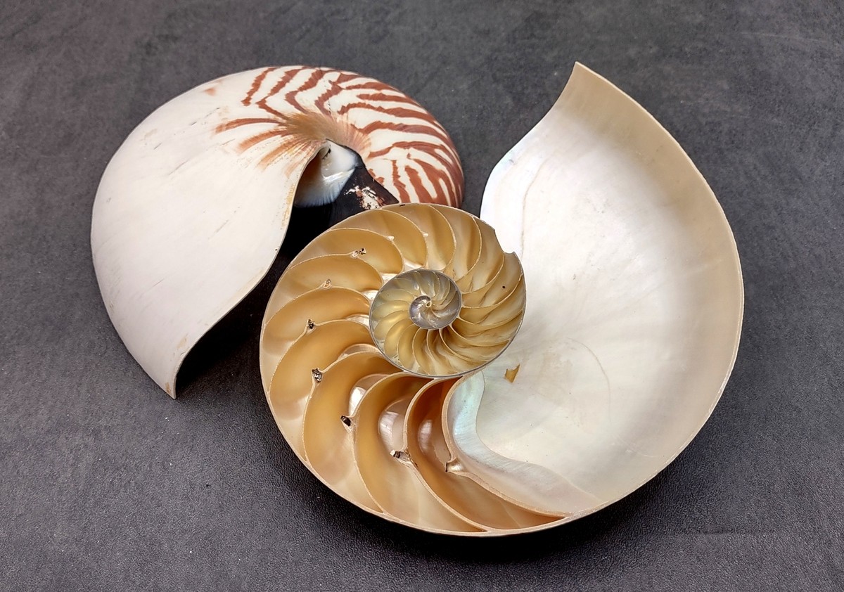 Nautilus Pet Grooming