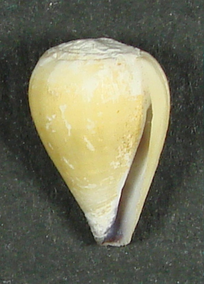 CONUS NANUS 15.86mm BEAUTIFUL RARE SPECIMEN Wake Island, Western ...