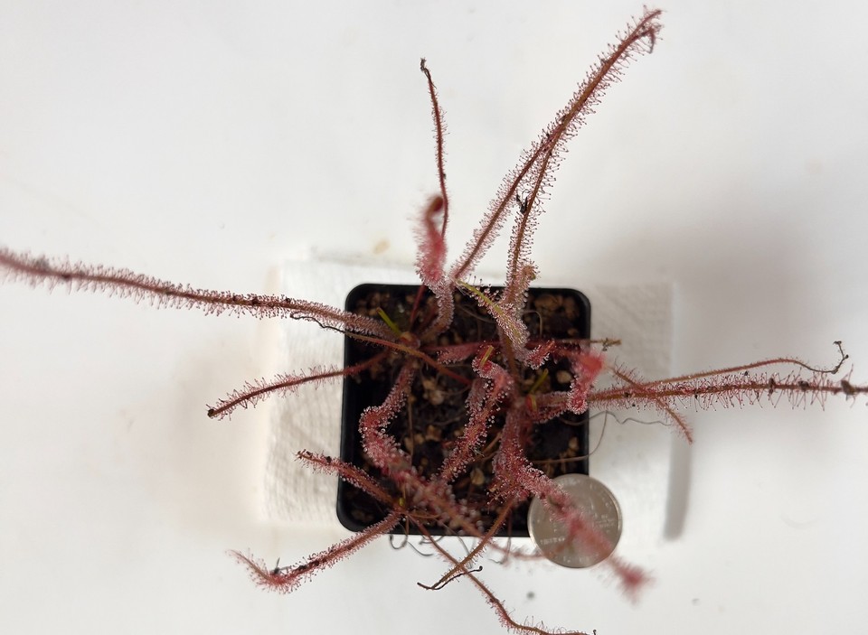 Drosera Filiformis var. Floridana 'Red' - Carnivorous Plant | eBay