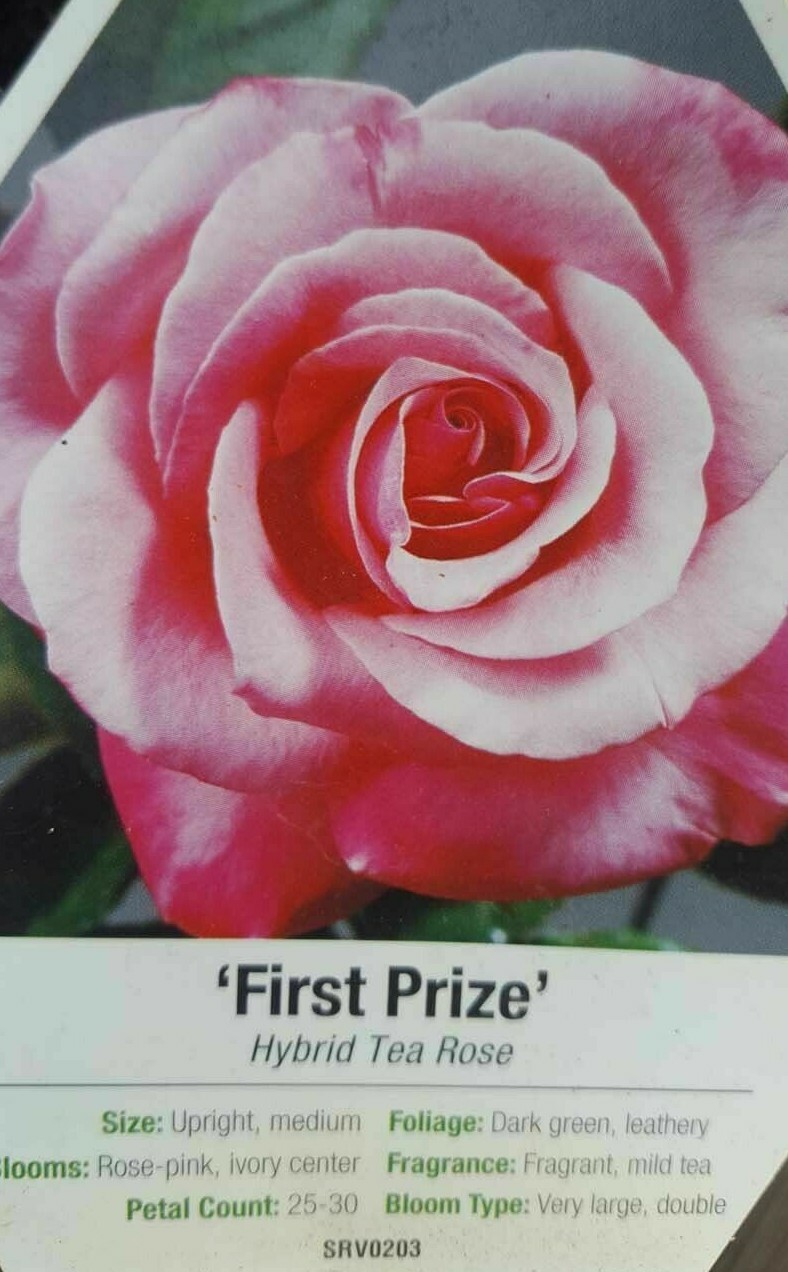 First Prize Rose 3 Gal. Pink Live Bush Plants Hybrid Tea Plant Roses | eBay