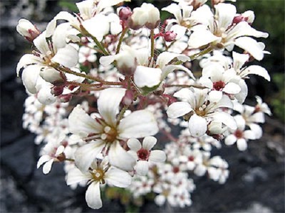 75+ PURE WHITE SAXIFRAGA "SPRING SNOW" FLOWER SEEDS / EVERGREEN ...