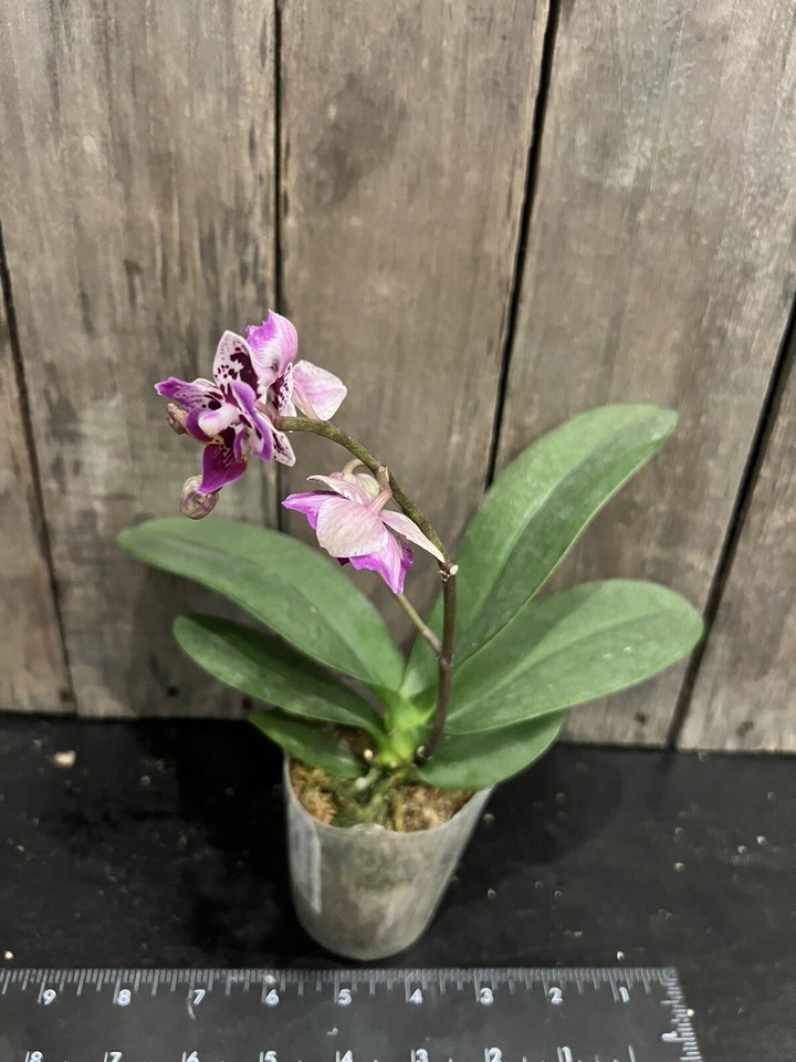 Phal. Formosa Cranberry ‘Wilson’, Blooming Size, Perloric, FREE ...