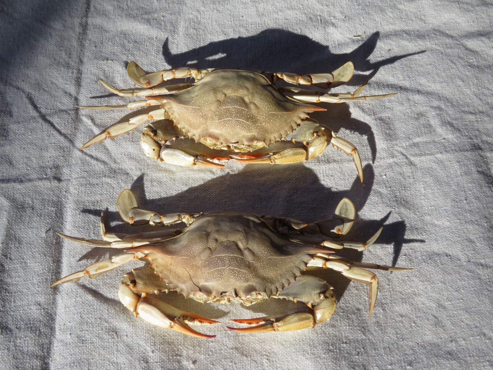 2pcs Blue Crab Mount Shells Crafts, Dried Natural Beach Taxidermy ...