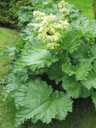Victoria Rhubarb, Rheum rhabarbarum “Victoria”, Seeds (Fast, Edible ...
