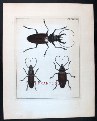 1770,DRURY DRU EXTR. RARE HC **** INSETTI 700 BELLI***WT5 | eBay