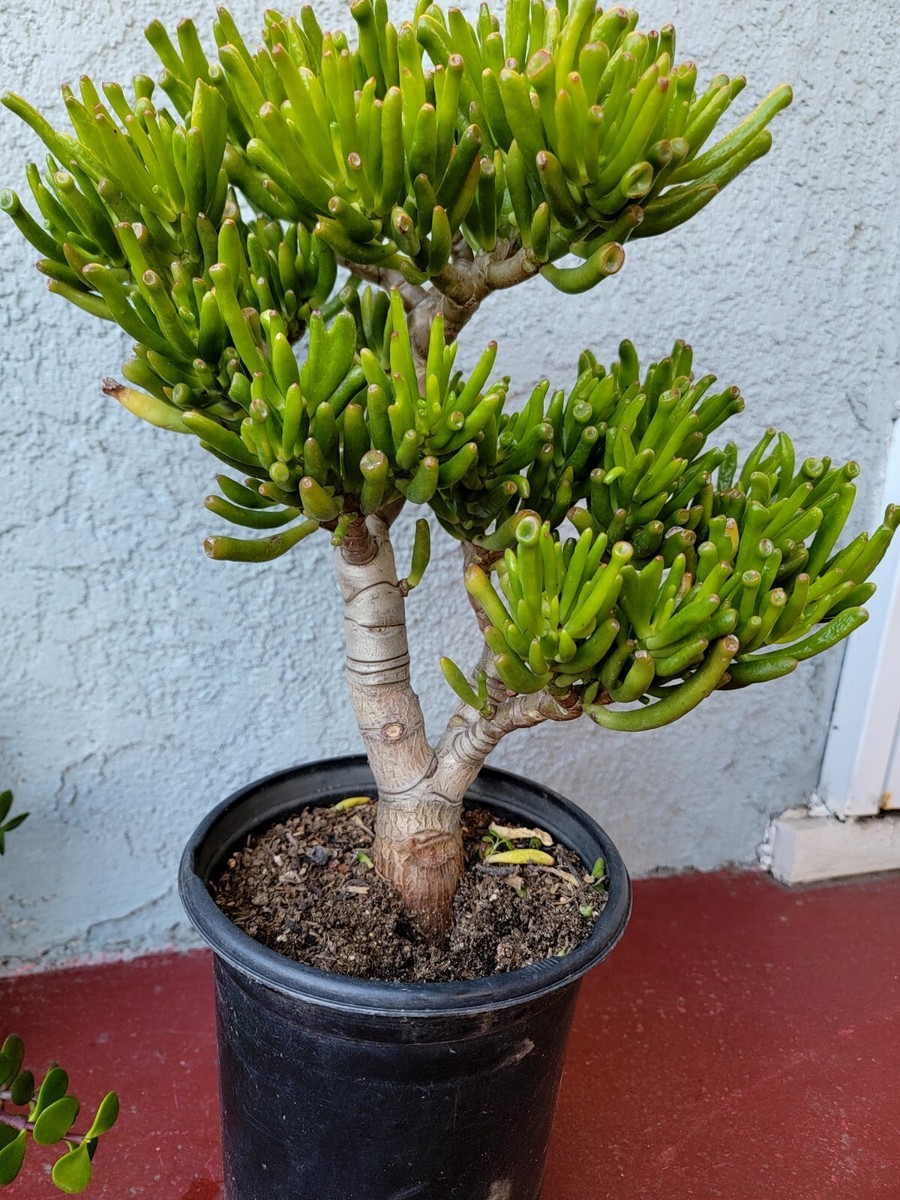 Crassula Ovata,Skinny Fingers,Jade Plant fat Trunk 17" tall,shipping ...