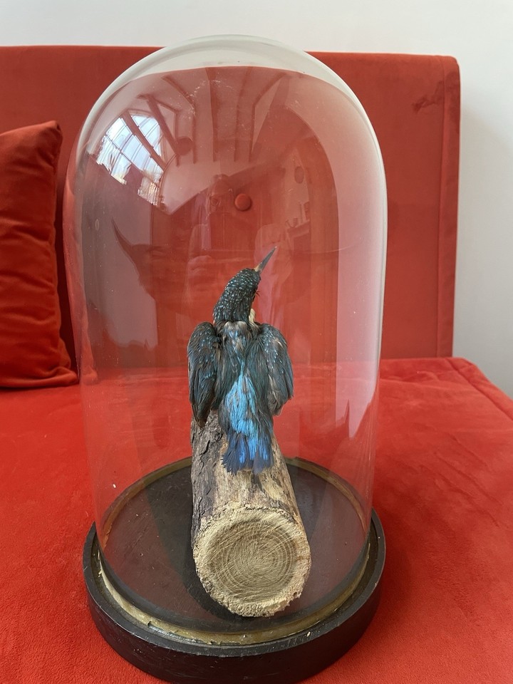 Stunning Taxidermy Example Of A Kingfisher On Log In Glass Dome. | eBay UK