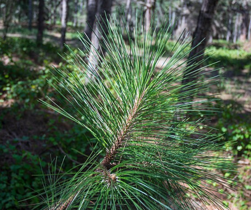 Wild Slash Pine Tree Live Young Plant 10-15 inches - 15 Young Plants | eBay