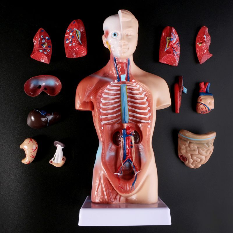 Early Development Science Toys Full Body And Torso Anatomical Models ...